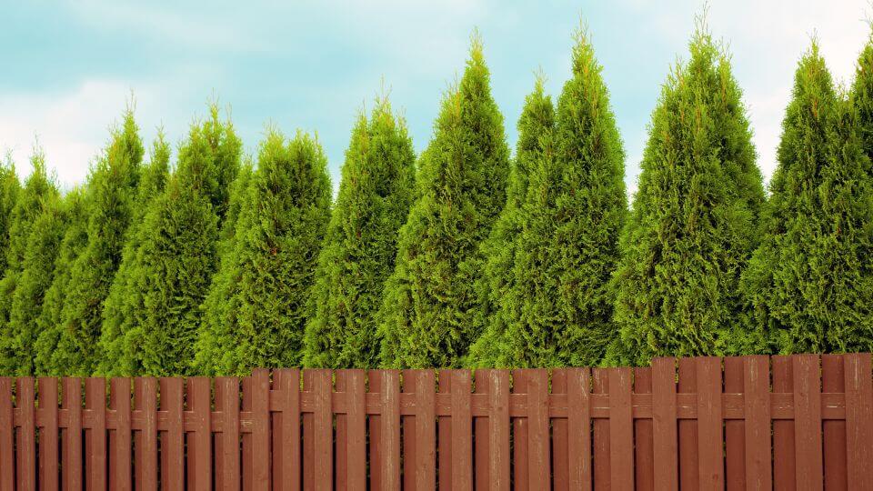 Jaký živý plot si vysázet? Oblibě se těší túje či habry | levne-oploceni.cz